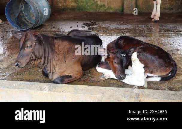 close-up footage of calves taking rest in a dairy farm. Animal ...