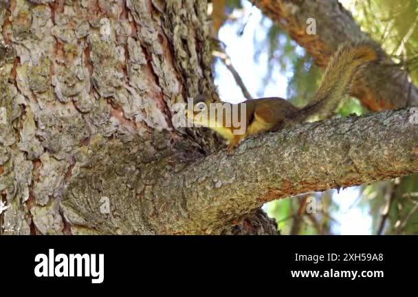 Short tree tall tree Stock Videos & Footage - HD and 4K Video Clips - Alamy