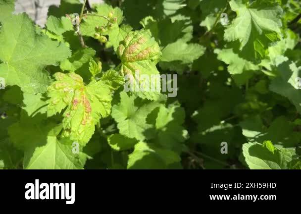 Blister bush Stock Videos & Footage - HD and 4K Video Clips - Alamy