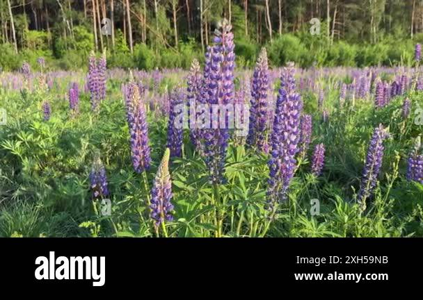 Blue lupin lupinus polyphyllus Stock Videos & Footage - HD and 4K Video ...