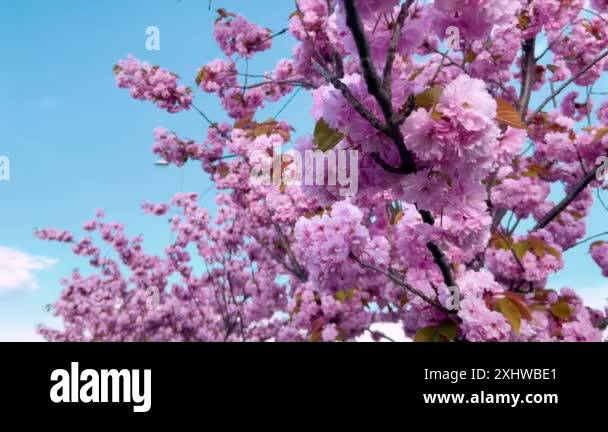 Sakura flowering tree spring Stock Videos & Footage - HD and 4K Video ...