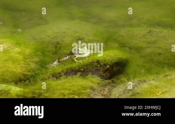 Lake frog in natural Stock Videos & Footage - HD and 4K Video Clips - Alamy