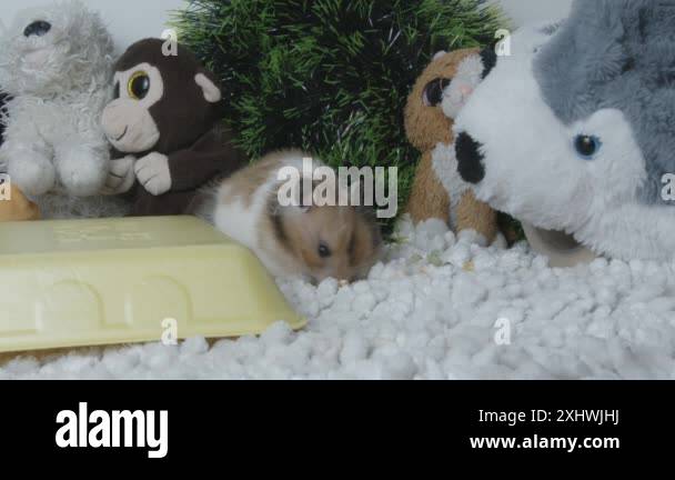 Cute Winter White Hamster Stock Videos And Footage Hd And 4k Video Clips Alamy