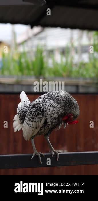 Feathered white rooster Stock Videos & Footage - HD and 4K Video Clips ...