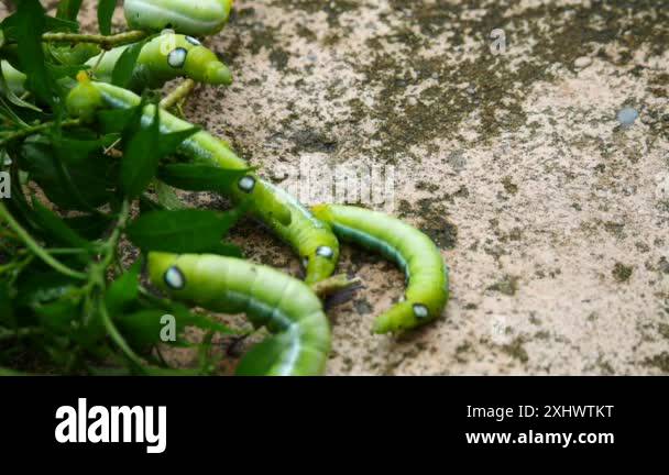 Green caterpillars on a leaf, Caterpillar moving and eating leaves of a ...