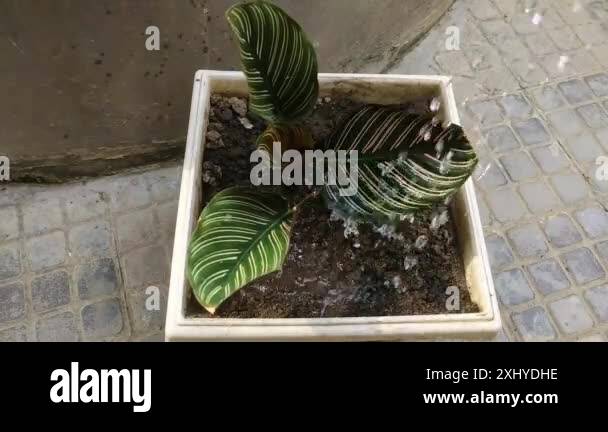 Calathea prayer plant Stock Videos & Footage - HD and 4K Video Clips ...