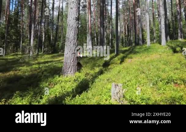 Young pregnant woman walking along a trail through the forest during ...