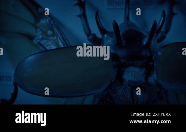 Case beetle Stock Videos & Footage - HD and 4K Video Clips - Alamy