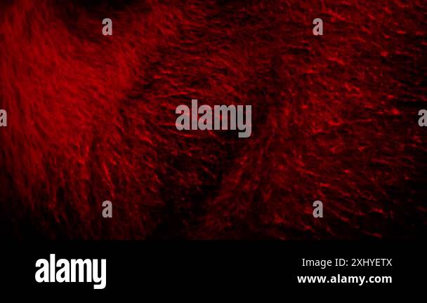 Blood bear Stock Videos & Footage - HD and 4K Video Clips - Alamy