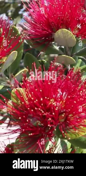 Excelsa plant Stock Videos & Footage - HD and 4K Video Clips - Alamy