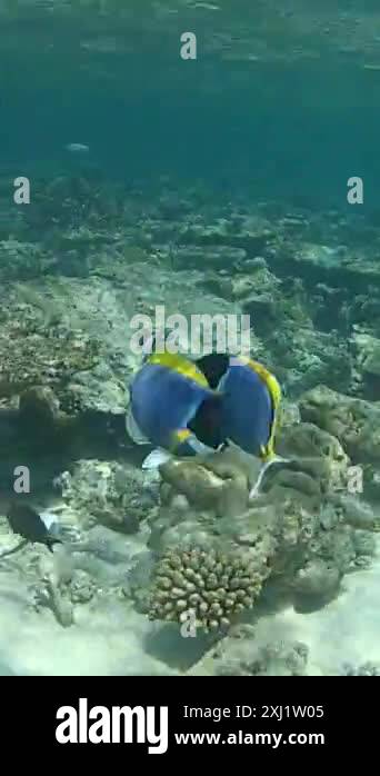 Two colorful powder-blue surgeonfish fishes dance among the corals ...
