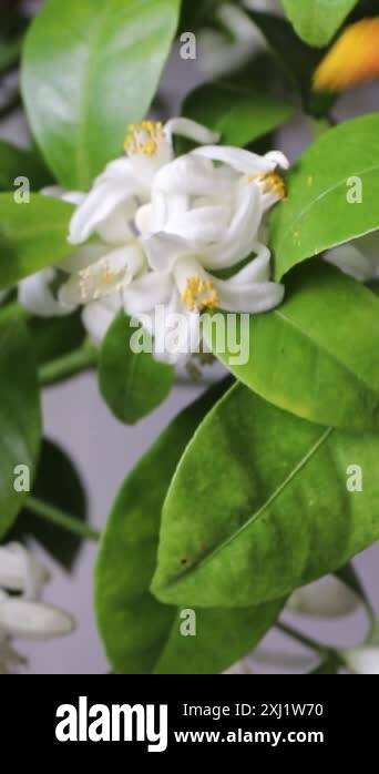 Artificial pollination Stock Videos & Footage - HD and 4K Video Clips ...