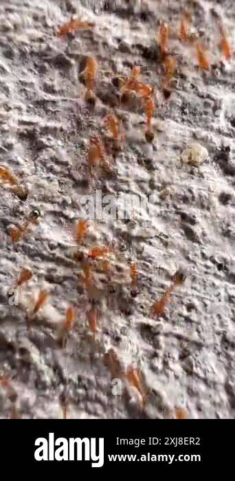This clip shows a group of brownish-red ants that are moving on the ...