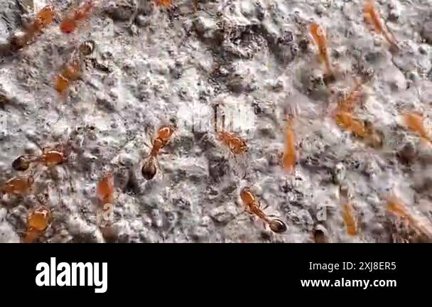 This clip shows a group of brownish-red ants that are moving on the ...