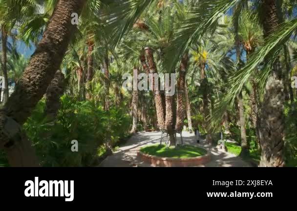 The Imperial Palm Tree, an oddity with seven grown shoots. Famous tree ...