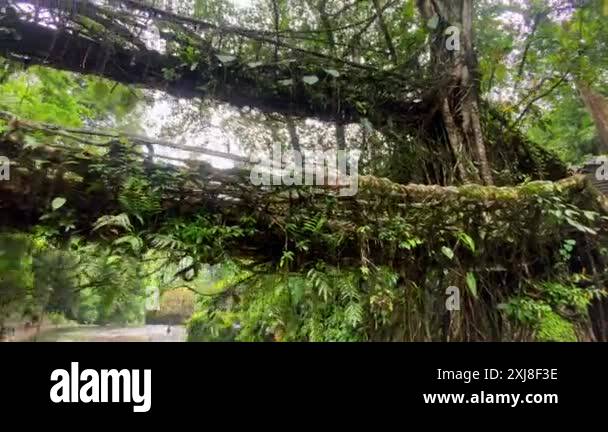 Double decker living root bridge in nongriat village in cherrapunjee ...