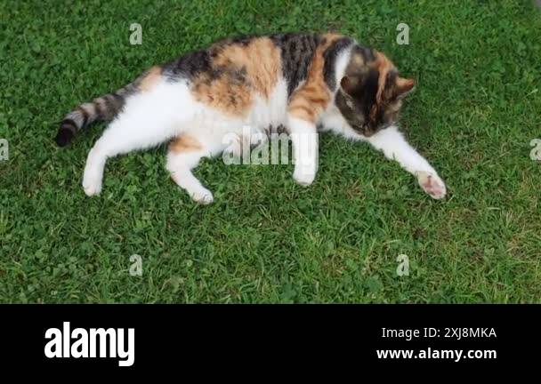 Cat daily routine Stock Videos & Footage - HD and 4K Video Clips - Alamy