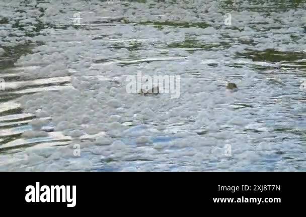 River pollution by sewage. Pollution of the river by wastewater from ...