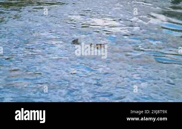 River pollution by sewage. Pollution of the river by wastewater from ...