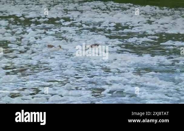 River pollution by sewage. Pollution of the river by wastewater from ...