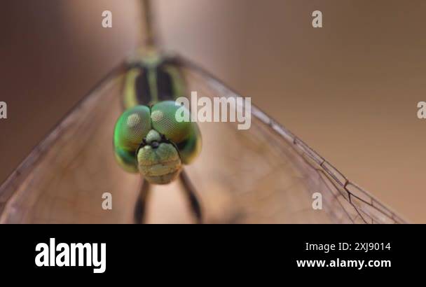 Big green compound eyes Stock Videos & Footage - HD and 4K Video Clips ...