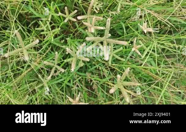 Invasive lawn weed Stock Videos & Footage - HD and 4K Video Clips - Alamy