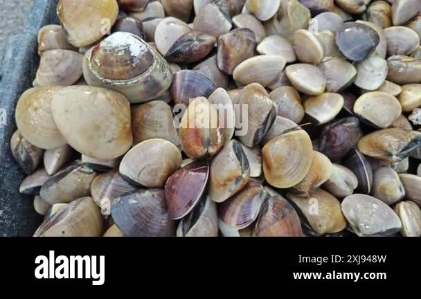 Smooth clams Stock Videos & Footage - HD and 4K Video Clips - Alamy
