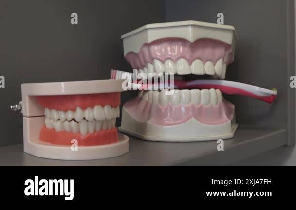 Plastic human teeth models Stock Videos & Footage - HD and 4K Video ...