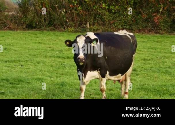Dotted cow Stock Videos & Footage - HD and 4K Video Clips - Alamy