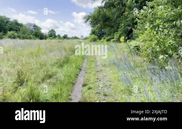 Scenic Walking Path Through Lush Green Meadow with Wildflowers and ...