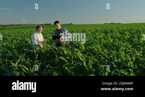 In a cornfield, two farmers from different generations collaborate ...