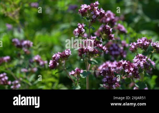 Origanum vulgare food Stock Videos & Footage - HD and 4K Video Clips ...