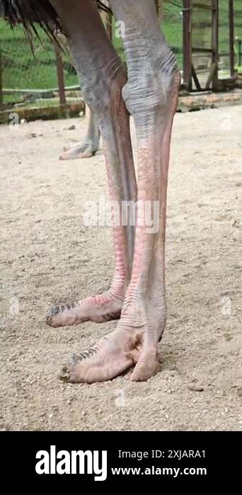 Format legs Stock Videos & Footage - HD and 4K Video Clips - Alamy