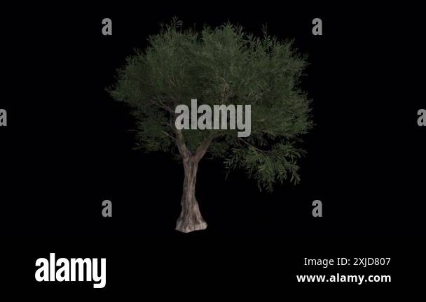 Common Olive Tree blowing in the wind. Wind blows the Tree. Animated ...