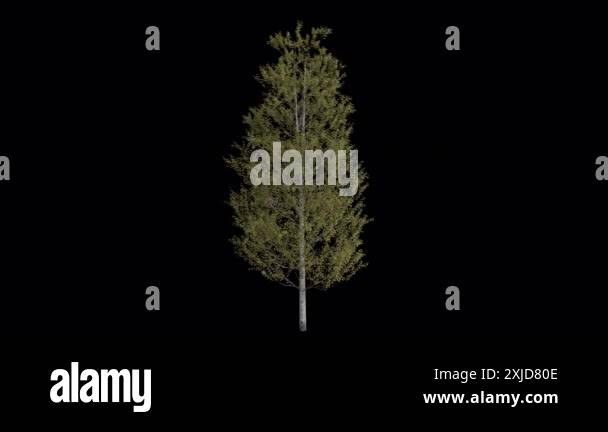 Trembling Aspen Tree blowing in the wind. Wind blows the Tree. Animated ...
