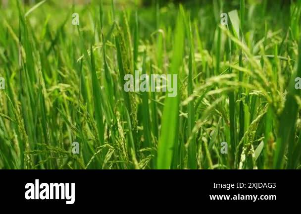 Asia farming farm rice Stock Videos & Footage - HD and 4K Video Clips ...