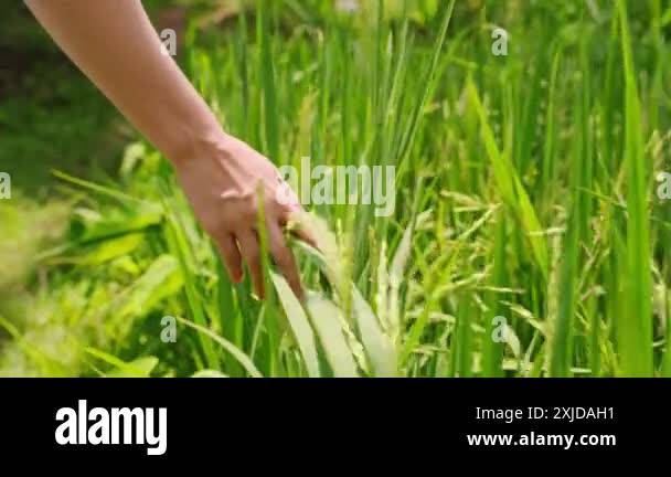 Green rice field texture Stock Videos & Footage - HD and 4K Video Clips ...
