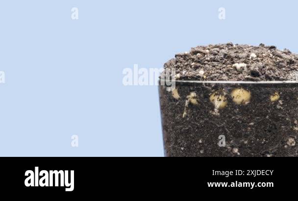 Fresh bean growing macro time lapse. Closeup of germination and growth ...