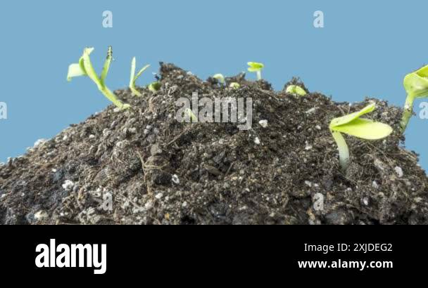 Fresh cucumber growing macro time-lapse. Closeup of germination and ...