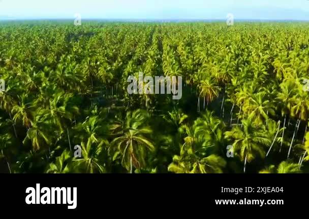 Sumatra plantation palm Stock Videos & Footage - HD and 4K Video Clips - Alamy