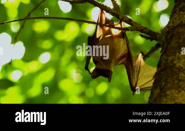 Large bat hanging flying fox Stock Videos & Footage - HD and 4K Video ...