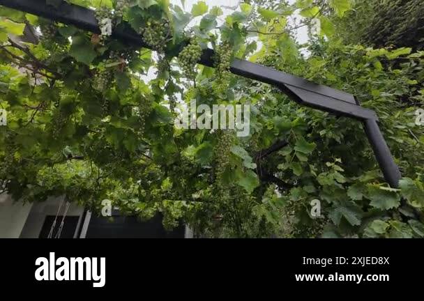 Karya village, Lefkada, Greece-07.02.2024. Grape vine and grapes ...