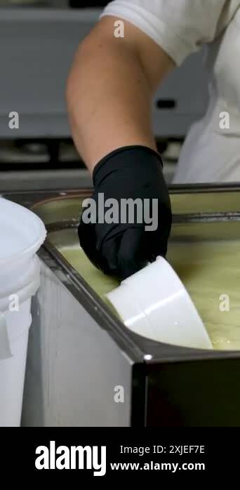 Farmer woman pouring raw milk into container tank milking in dairy farm ...