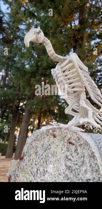 Decaying carrion Stock Videos & Footage - HD and 4K Video Clips - Alamy