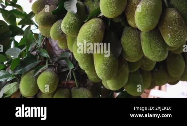 Breadfruit in tree one trees Stock Videos & Footage - HD and 4K Video ...