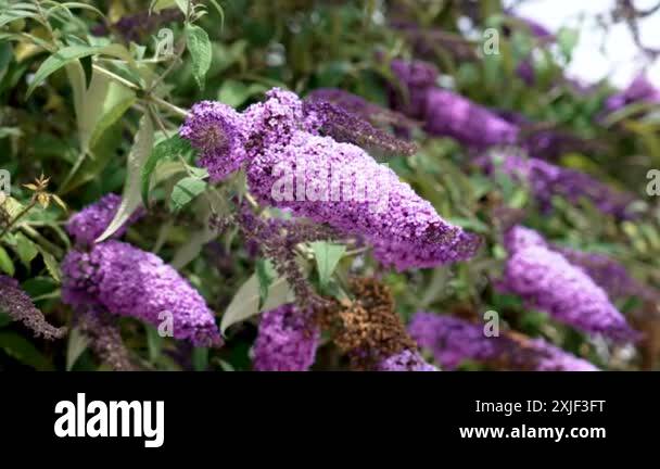 Buddleia buddleja davidii close up leaf Stock Videos & Footage - HD and ...