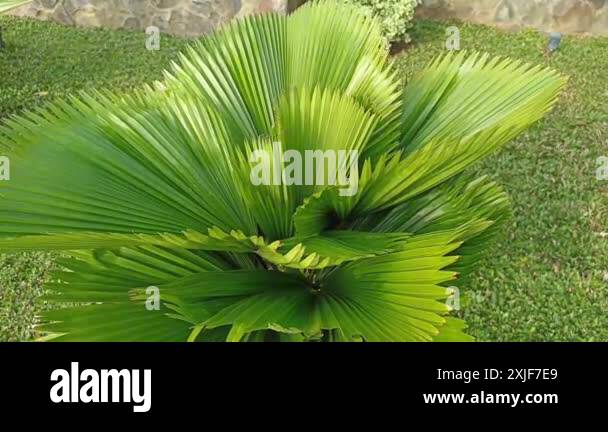 Licuala species Stock Videos & Footage - HD and 4K Video Clips - Alamy