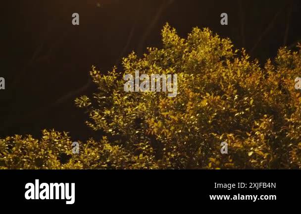 Lit tree night garden Stock Videos & Footage - HD and 4K Video Clips ...