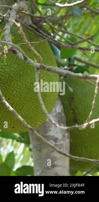 Huge jackfruit growing on jackfruit tree, A bunch of unripe jackfruit ...