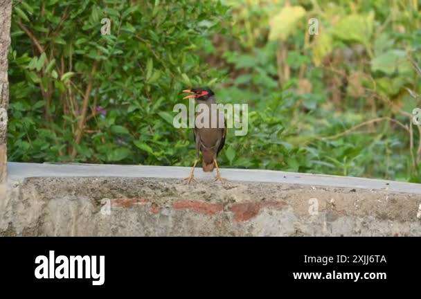 Indian Myna Birds. Its other names Common myna and mynah. This is a ...
